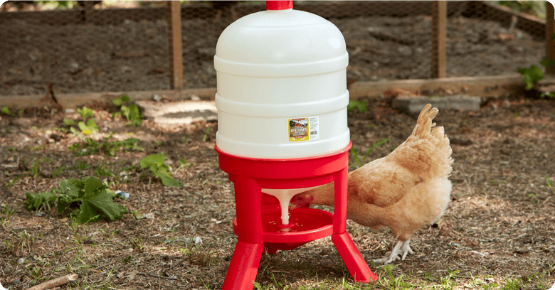 Choosing Water and Feed Stations for Chickens | IFA’s Blog